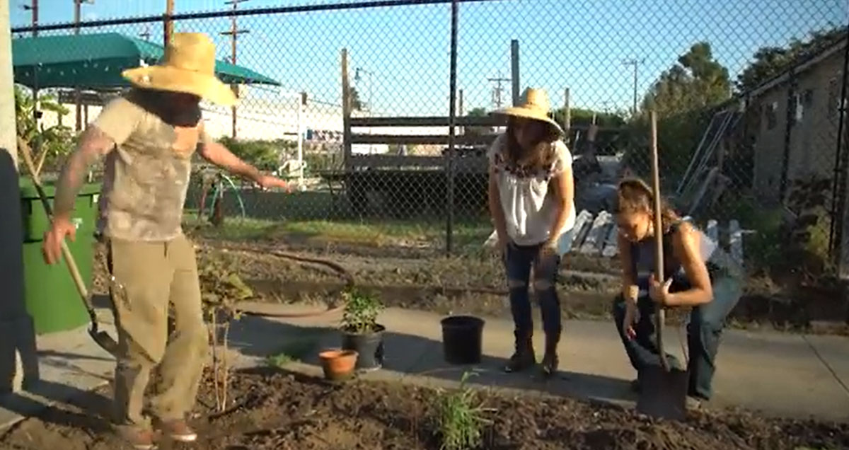 FARM LA’S LIMA BEANS PROJECT - Awesome Newcastle